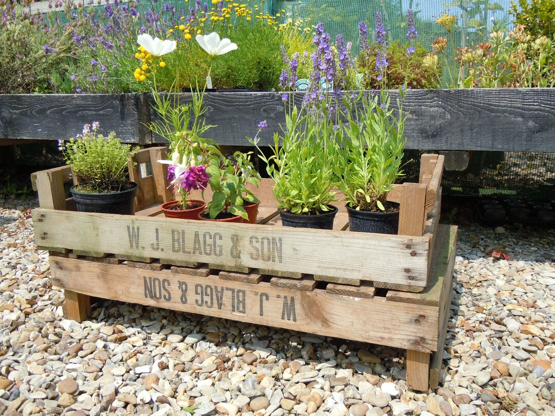1 X CHITTING VEGETABLE TRAYS - Vintage Antique Rustic Wood Farm Tray ...