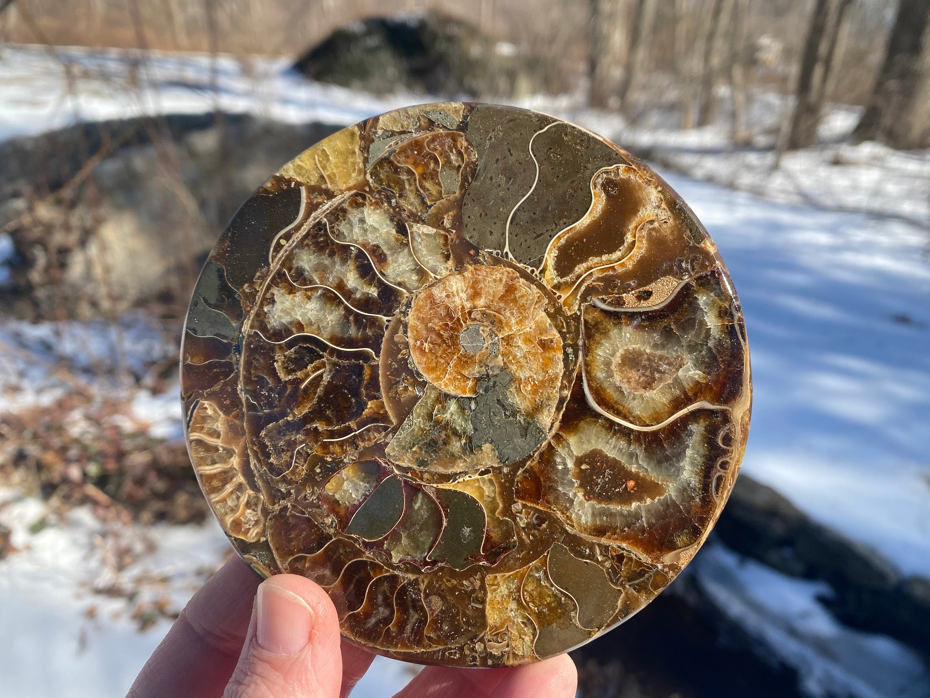 4.25 Ammonite Grounding Plate Ammonite Shell With Resin | Etsy