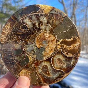 4.25 Ammonite Grounding Plate Ammonite Shell With Resin | Etsy