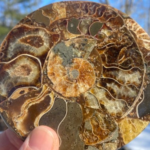 4.25 Ammonite Grounding Plate Ammonite Shell With Resin | Etsy