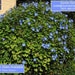 16 Ft Geodesic Dome Garden Trellis, Over 9 Ft High, Complete Kit - Etsy ...