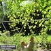 16 Ft Geodesic Dome Garden Trellis, Over 9 Ft High, Complete Kit - Etsy