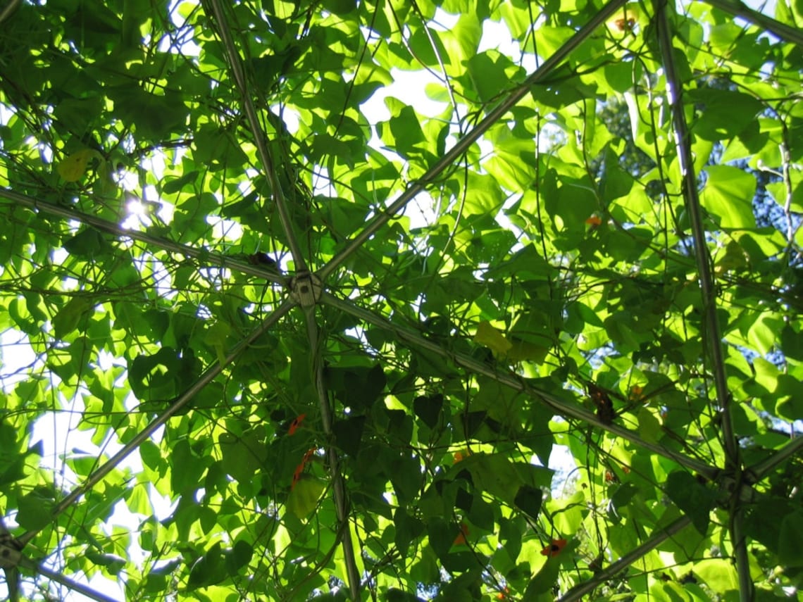 16 Ft Geodesic Dome Garden Trellis, Over 9 Ft High, Complete Kit - Etsy ...