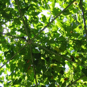 16 Ft Geodesic Dome Garden Trellis, Over 9 Ft High, Complete Kit - Etsy