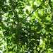 16 Ft Geodesic Dome Garden Trellis, Over 9 Ft High, Complete Kit - Etsy