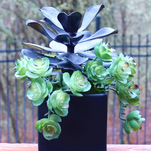 Trailing Succulents - Etsy