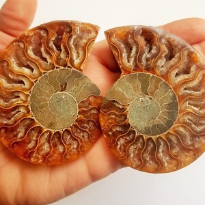 Huge Ammonite Fossil, Large Genuine Fossilized Shell, Fossil Specimens ...