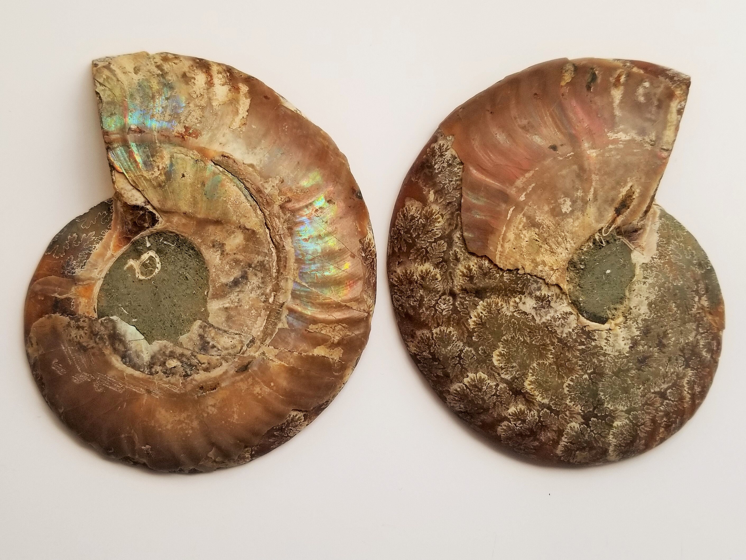 Huge Ammonite Fossil Large Genuine Fossilized Shell Fossil - Etsy