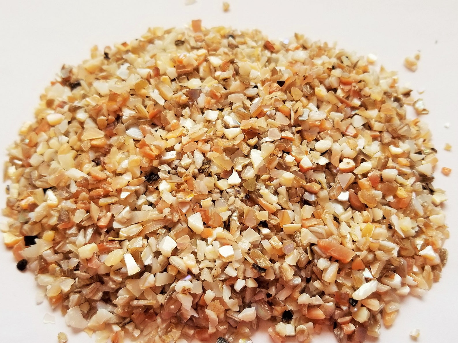 Small Freshwater Shell Pieces Tiny White Sea Shell Pieces - Etsy