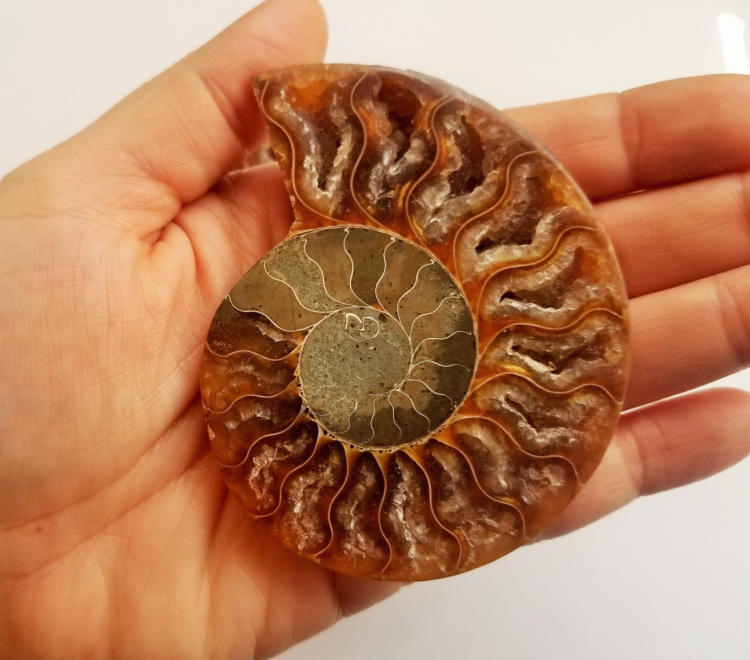 Huge Ammonite Fossil Large Genuine Fossilized Shell Fossil - Etsy