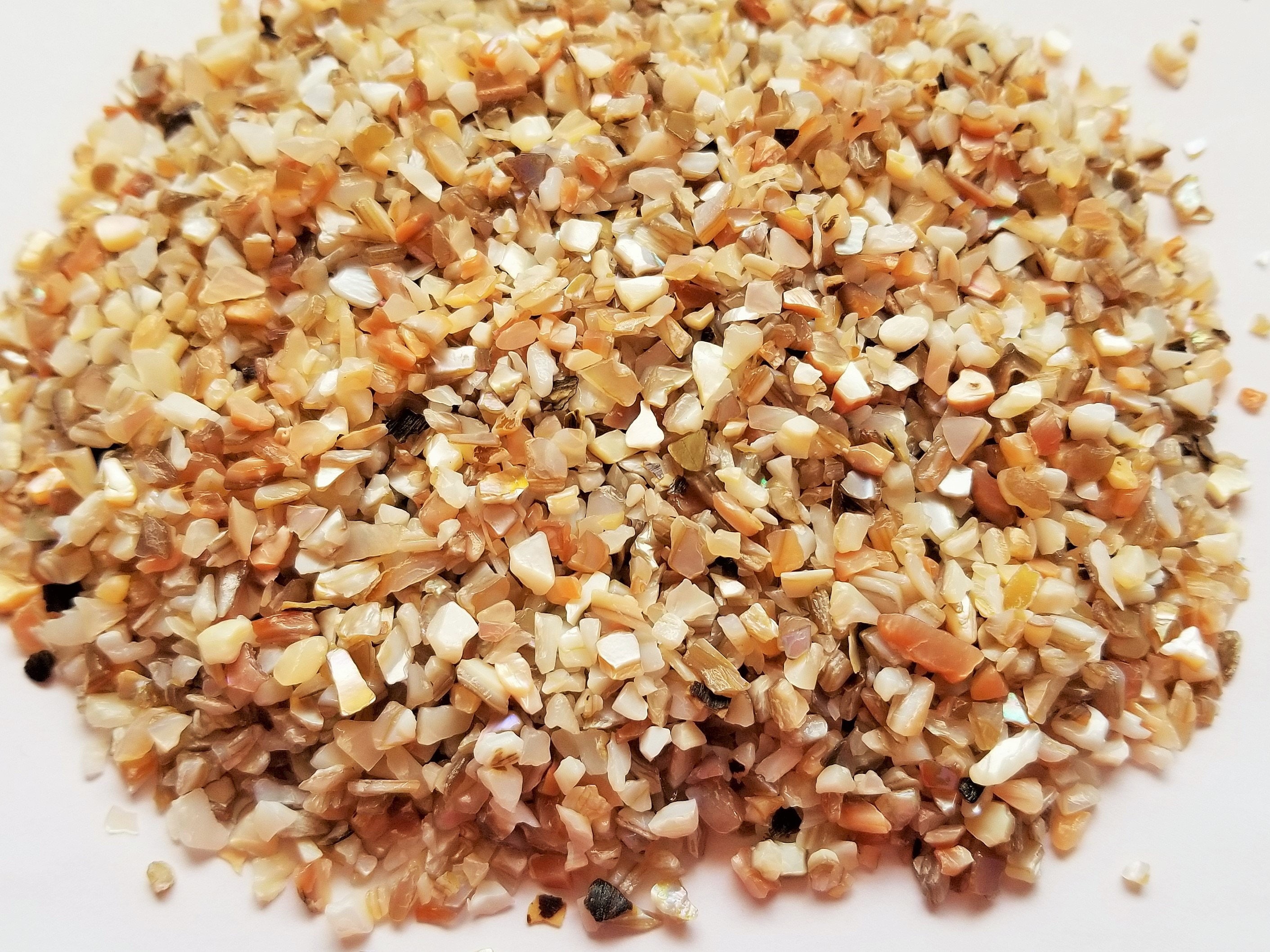 Small Freshwater Shell Pieces Tiny White Sea Shell Pieces - Etsy