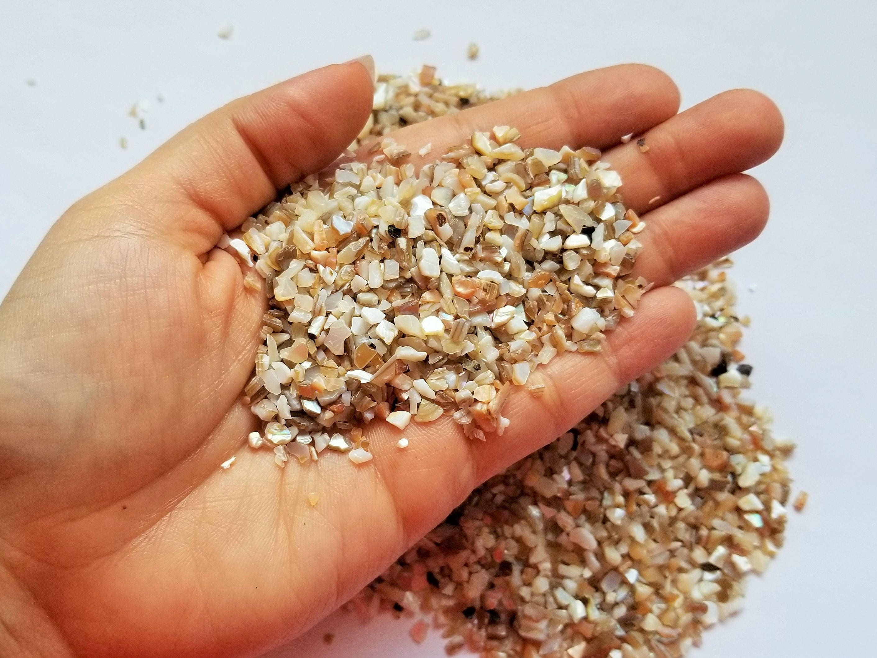 Small Freshwater Shell Pieces Tiny White Sea Shell Pieces - Etsy