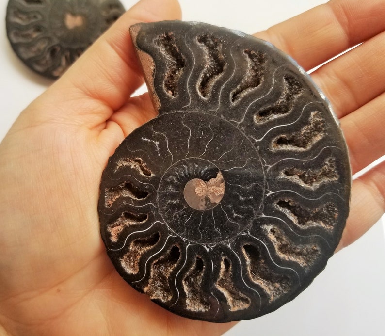 Huge Ammonite Fossil Large Genuine Fossilized Shell Fossil | Etsy