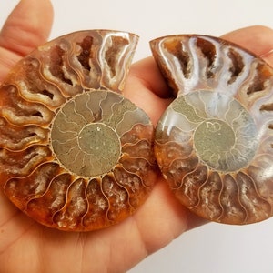 Huge Ammonite Fossil, Large Genuine Fossilized Shell, Fossil Specimens ...