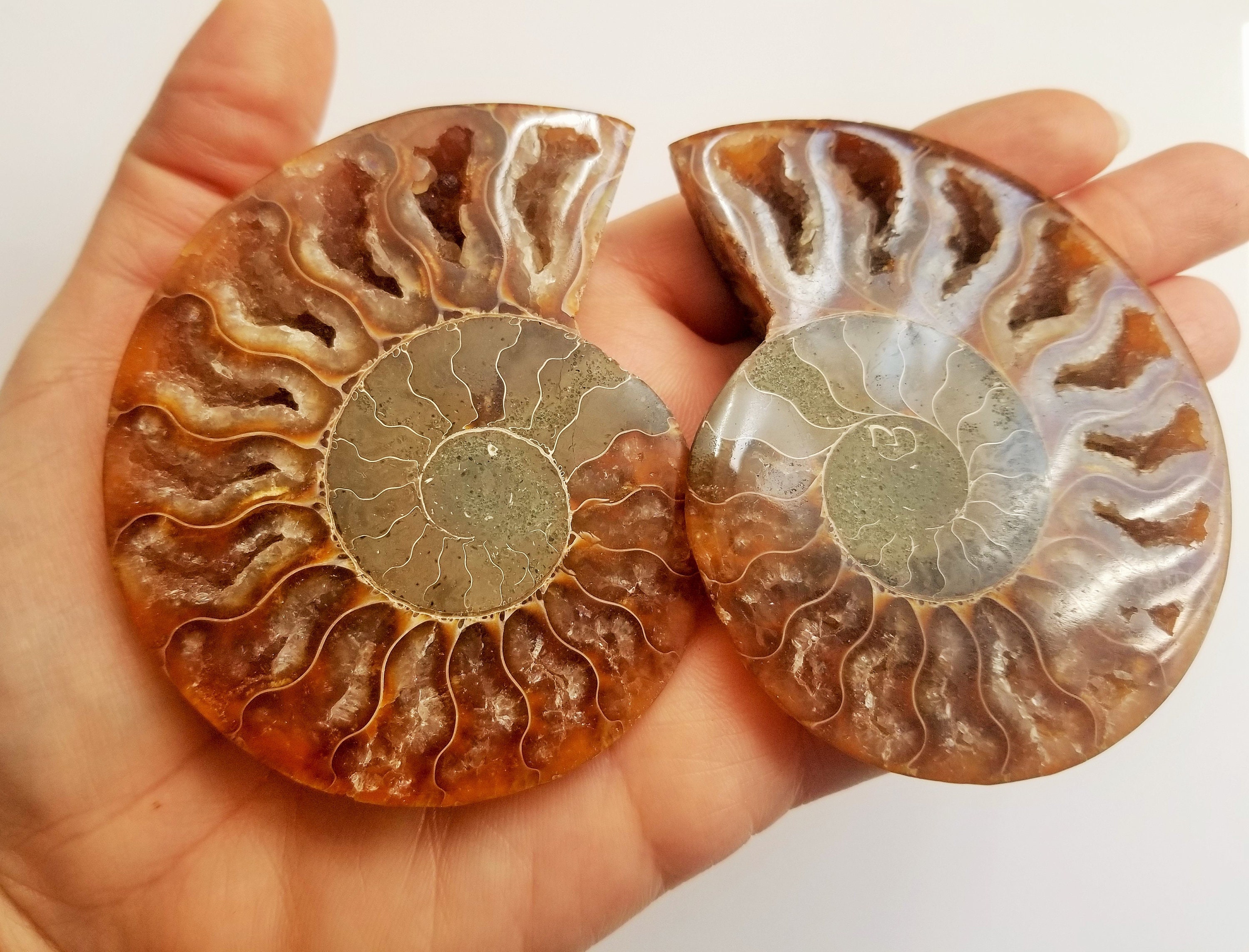 Huge Ammonite Fossil Large Genuine Fossilized Shell Fossil - Etsy