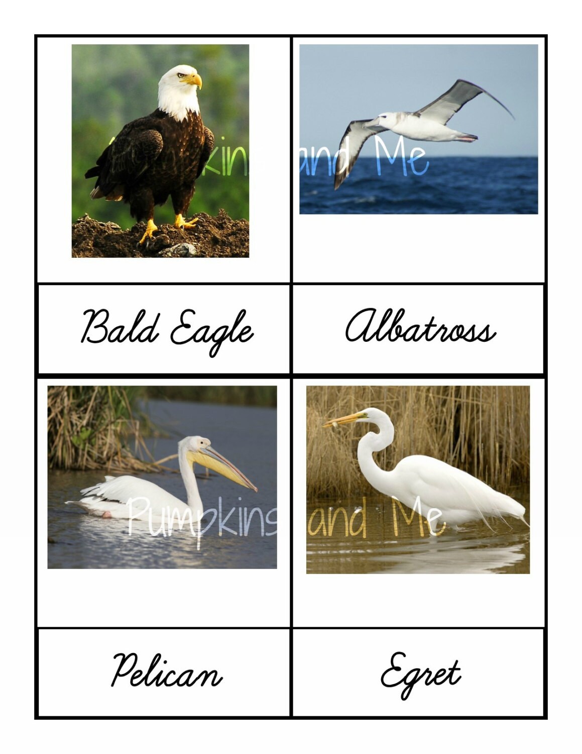 Ontario Birds North America / Montessori Printable Cards / Nomenclature ...