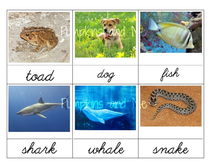 Vertebrate Types Sorting Cards Montessori 3 Part Cards - Etsy