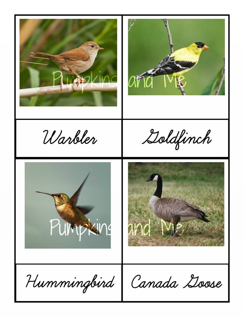 Ontario Birds North America / Montessori Printable Cards / Nomenclature ...