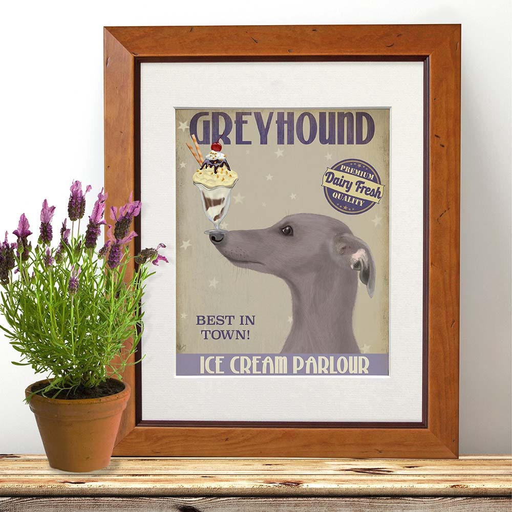 Cream Italian Greyhound