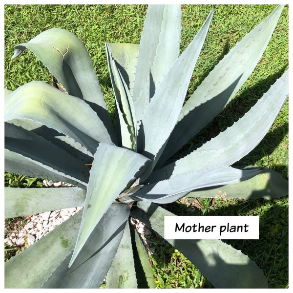 Blue Agave - Etsy