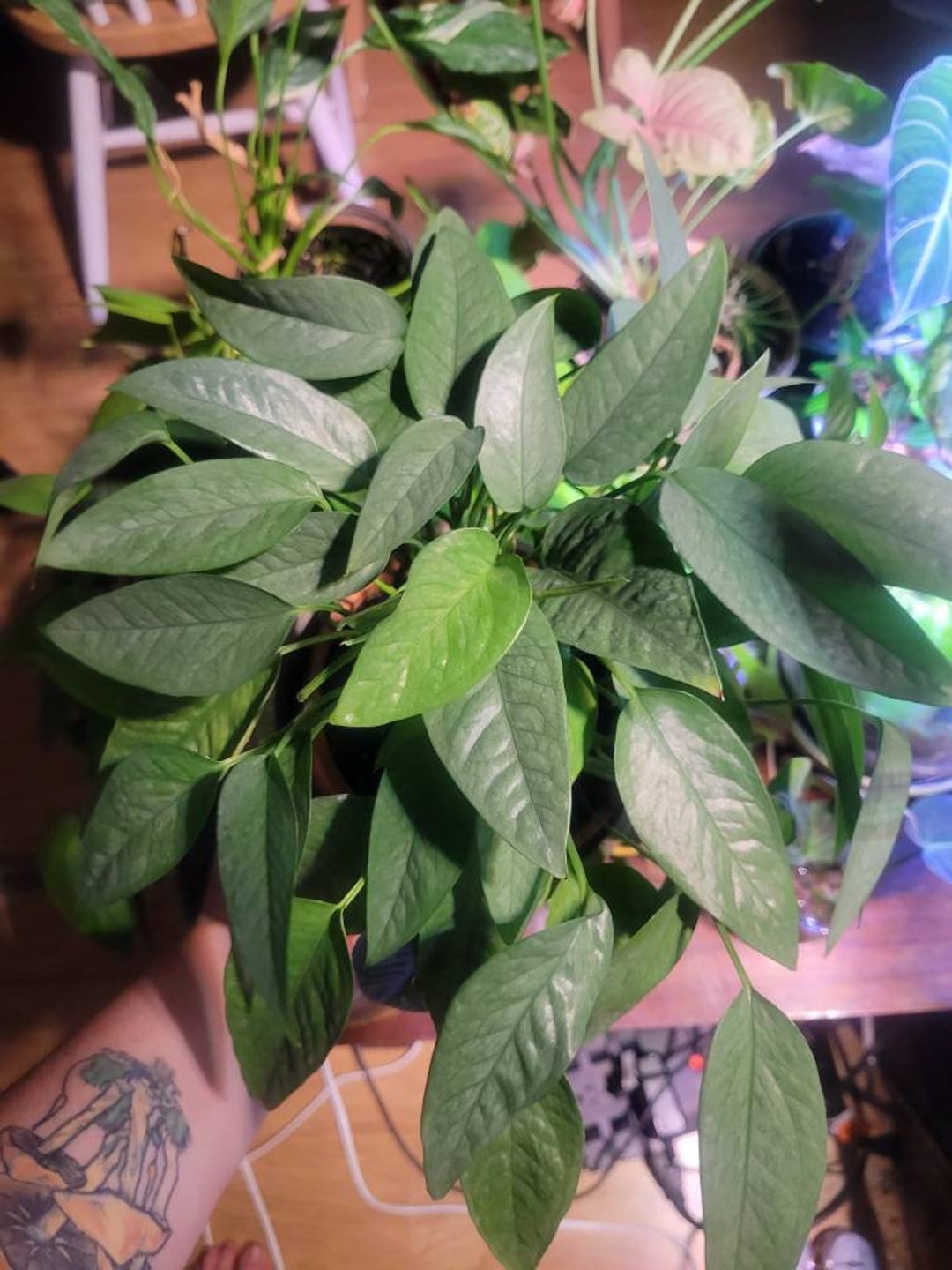 Silver Cebu Blue Pothos CUTTINGS - Etsy
