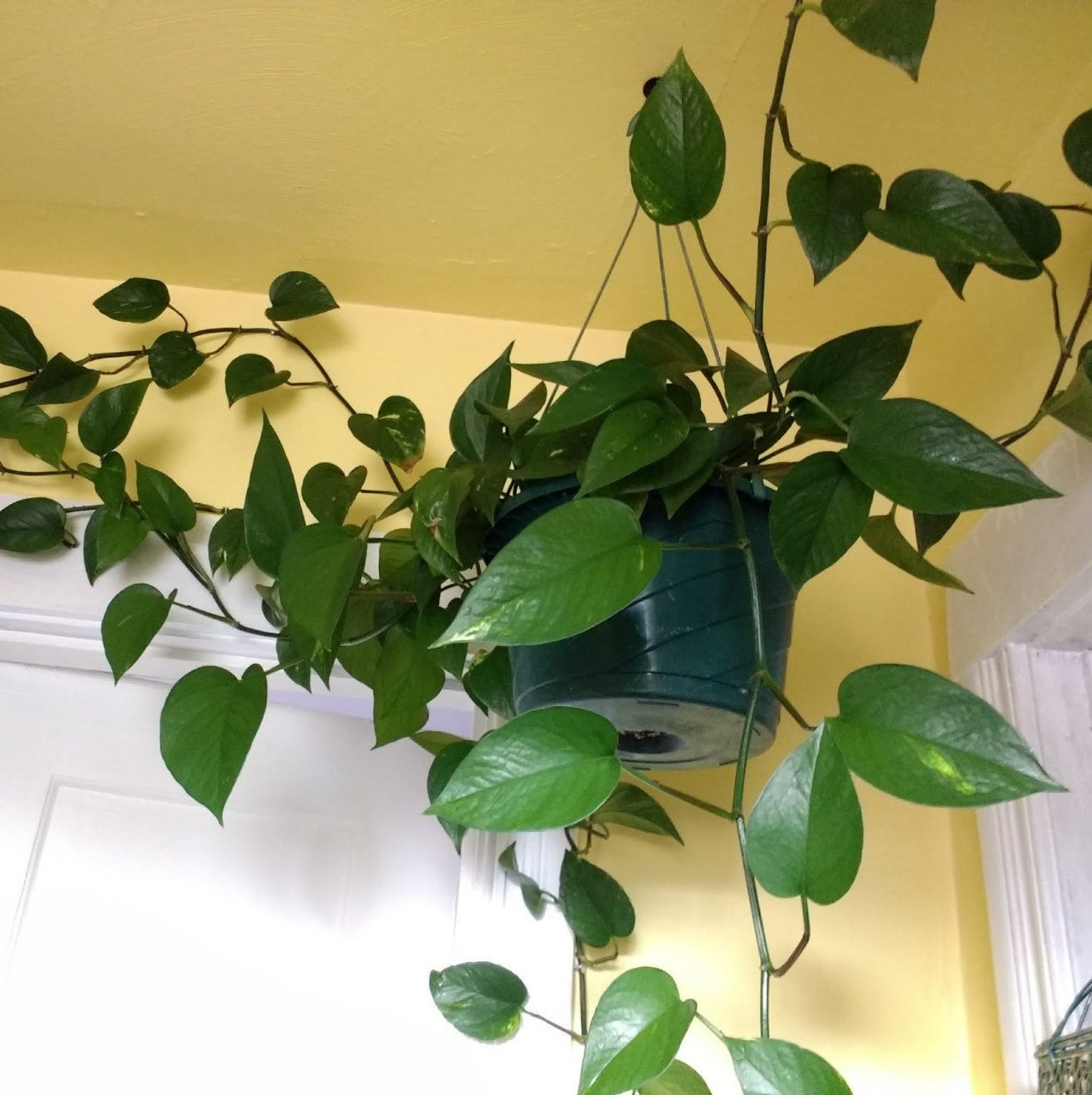 Golden Pothos / Scindapsus / Devil's Ivy (epipremnum Aureum) Cuttings ...
