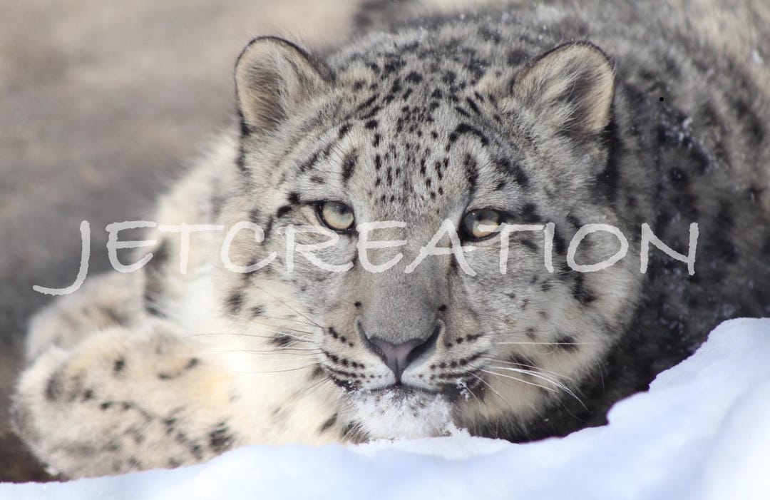 Four Original Leopard, Snow Leopard, Red Panda Photography, Winter Zoo ...