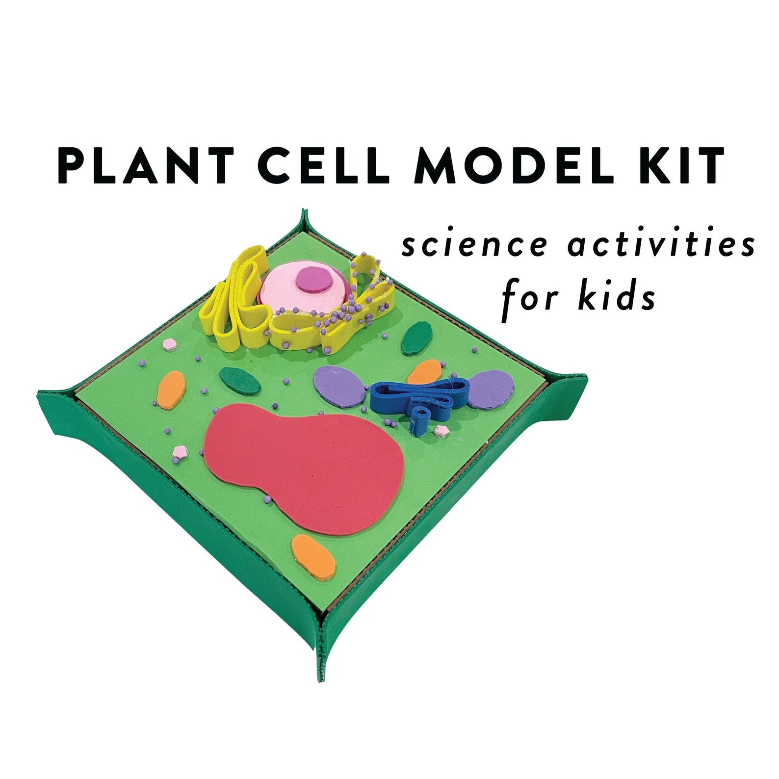 Plant Cell Model Kit, STEM Activity for Kids, DIY Homeschool Science ...