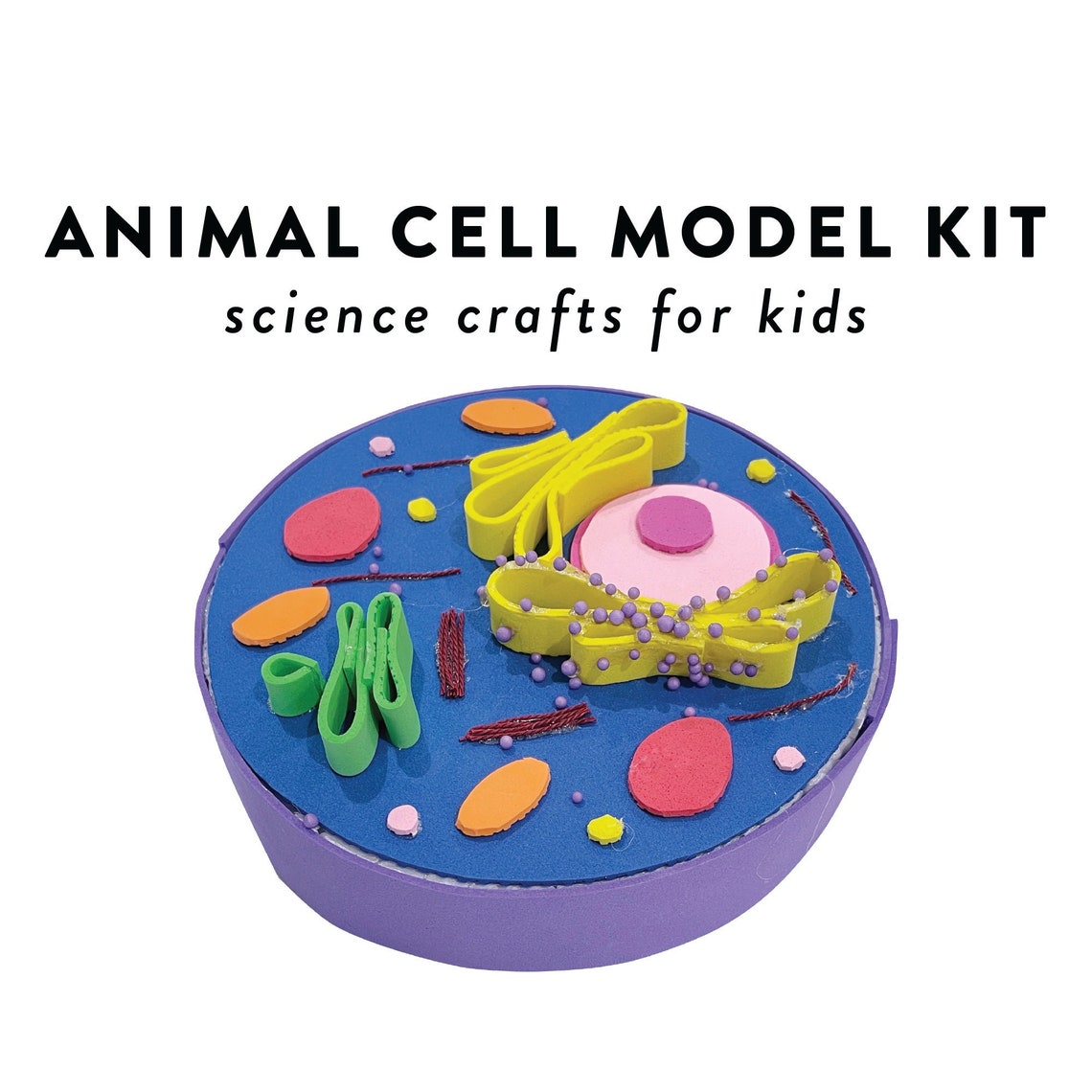 Animal Cell Model Kit, STEM Activity for Kids, DIY Homeschool Science ...