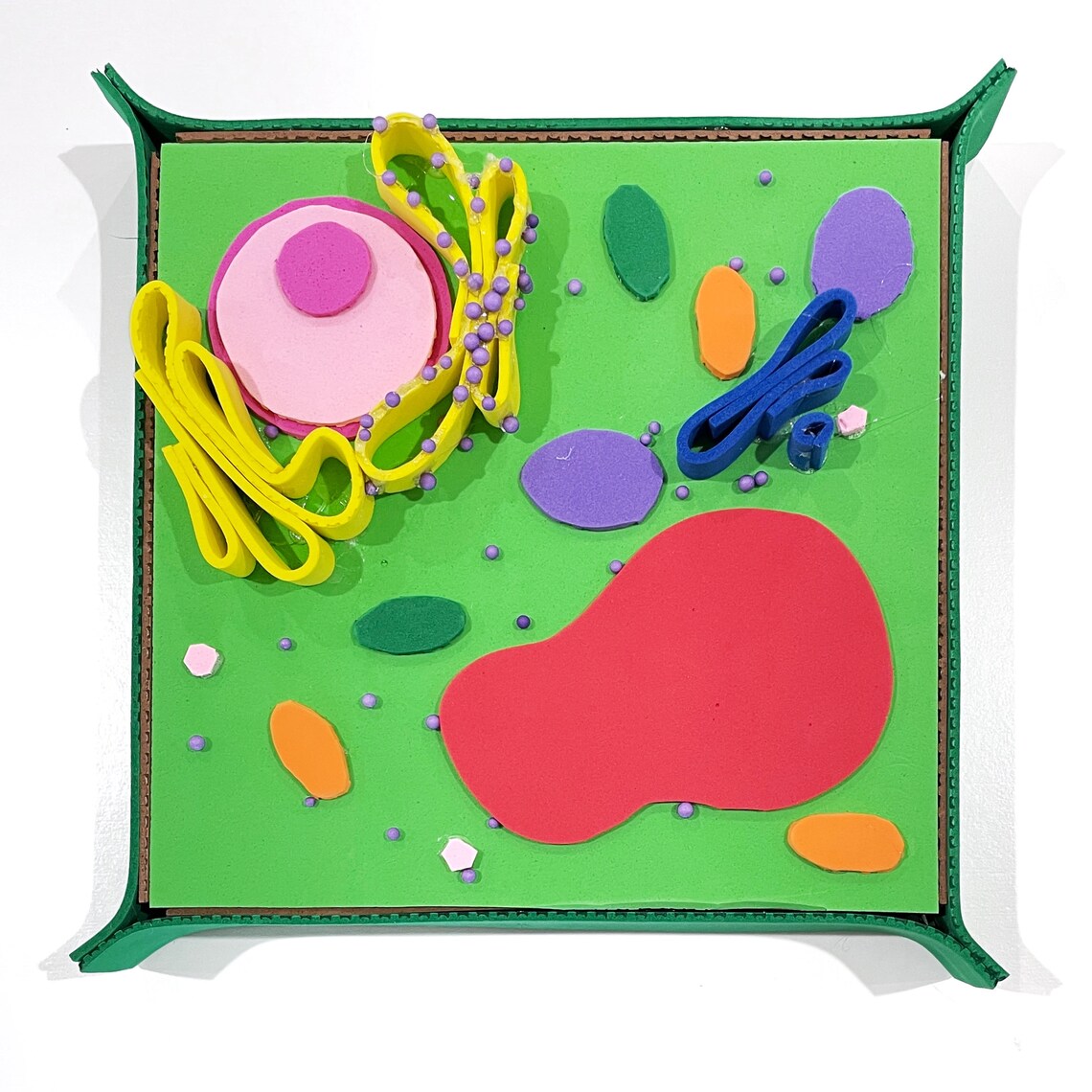 Plant Cell Model Kit, STEM Activity for Kids, DIY Homeschool Science ...