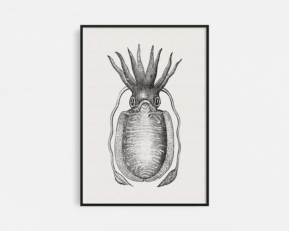 Vintage Squid Drawing