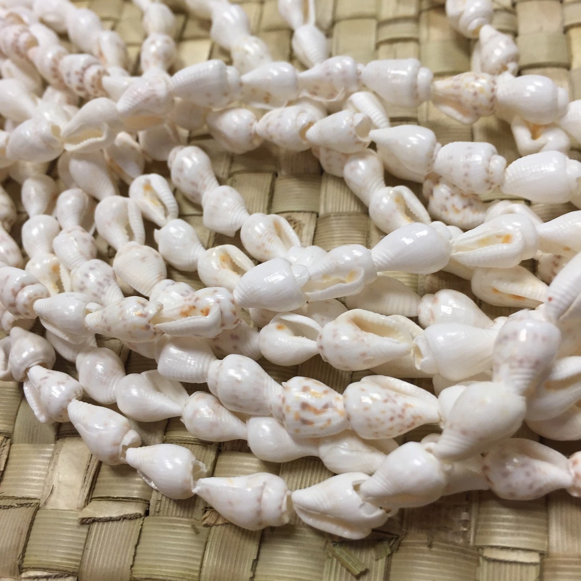 Nasa Shell lei Dove tail shell by dozen bulk costume | Etsy