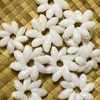 Nasa Shell Lei - Dove Tail Shell by Dozen Bulk Costume - Necklace ...