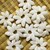 Nasa Shell Lei - Dove Tail Shell by Dozen Bulk Costume - Necklace ...