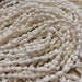 Nasa Shell Lei - Dove Tail Shell by Dozen Bulk Costume - Necklace ...