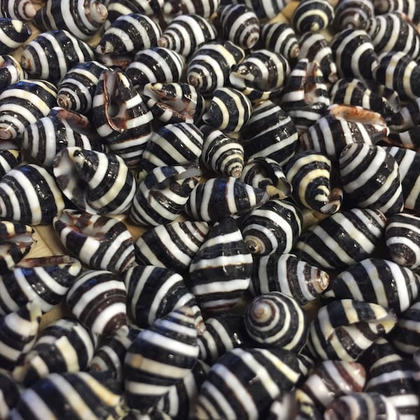 Zebra Shells - Etsy
