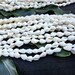 Hanging Nasa Dovetail Shell Lei Hula Costume Accessories Necklace - Etsy