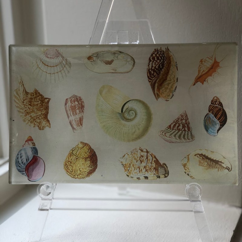Seashell Decoupage - Etsy