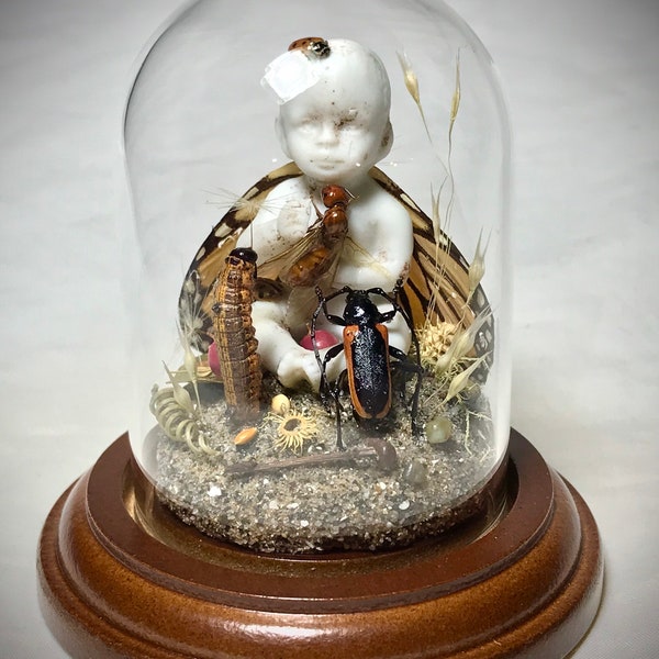 Insect Diorama - Etsy