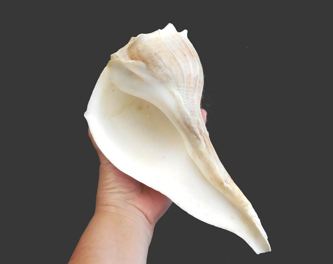 Large Lightning Whelk Seashell 11 Inch Florida Shell Planter Beach ...