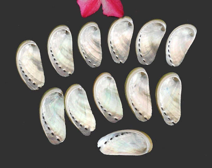 Green Abalone Shells 12 Pcs 2 Inch , Polished White Donkey Mule Ear ...