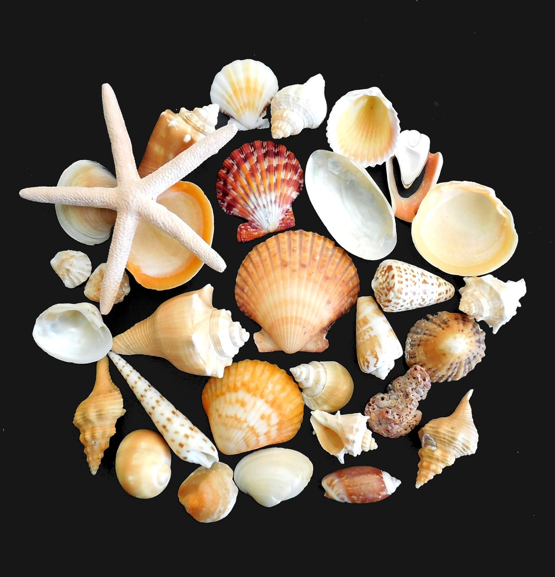 Florida Seashell Mix 1/2 Lb Beach Shell Assortment for Craft Supplies ...