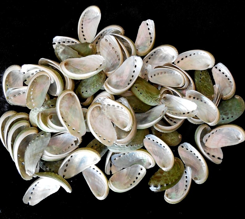 Wholesale Small Abalone Shells 1 1/4 1 3/4 In Bulk Baby - Etsy
