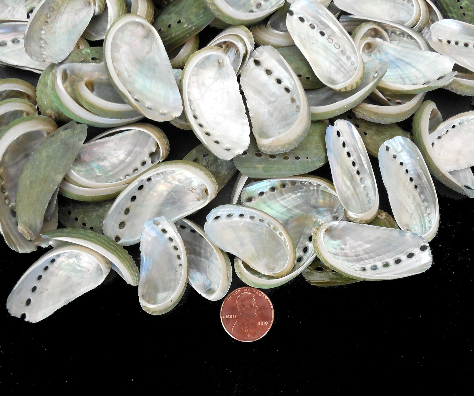 Wholesale Small Abalone Shells 1 1/4 1 3/4 In Bulk Baby - Etsy