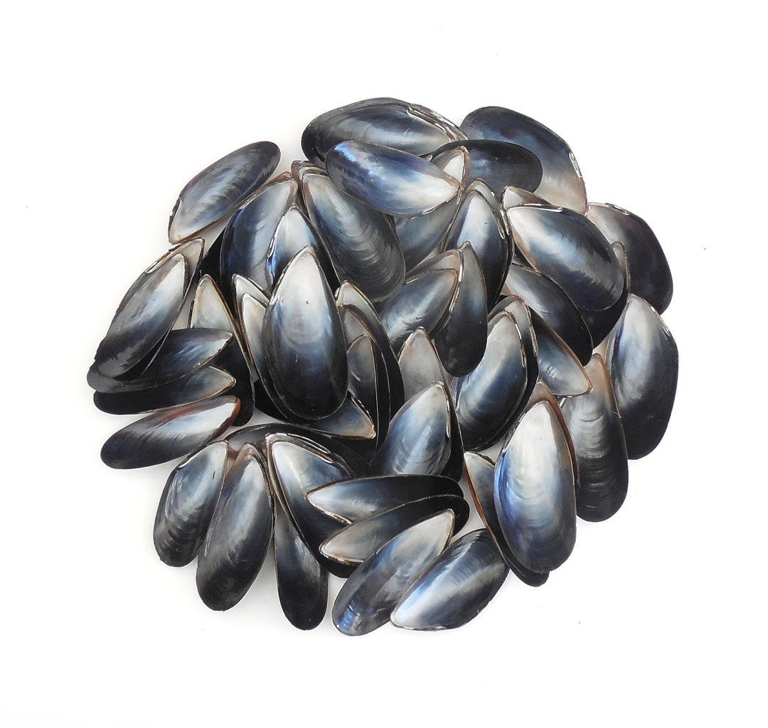 Mussel Shells 2 1/2 Inches to 2 3/4 Inches 25 Pcs - Etsy