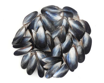 Mussel Shells - Etsy
