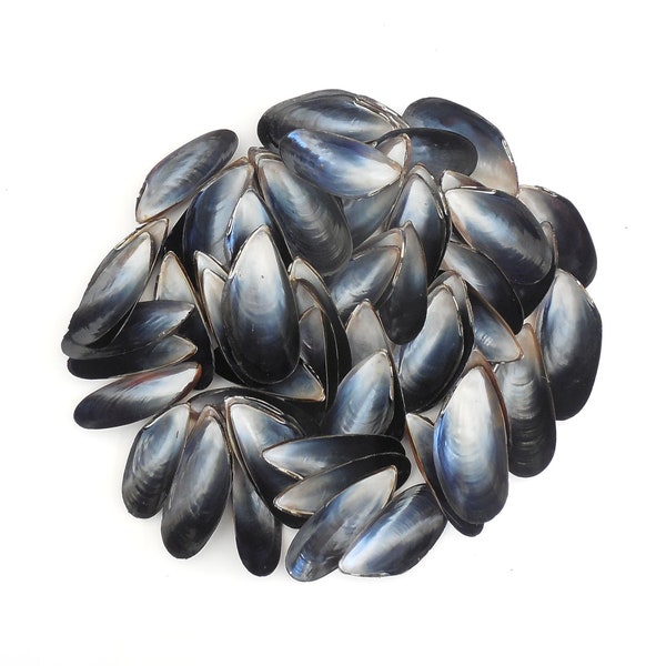 Mussel Shells - Etsy