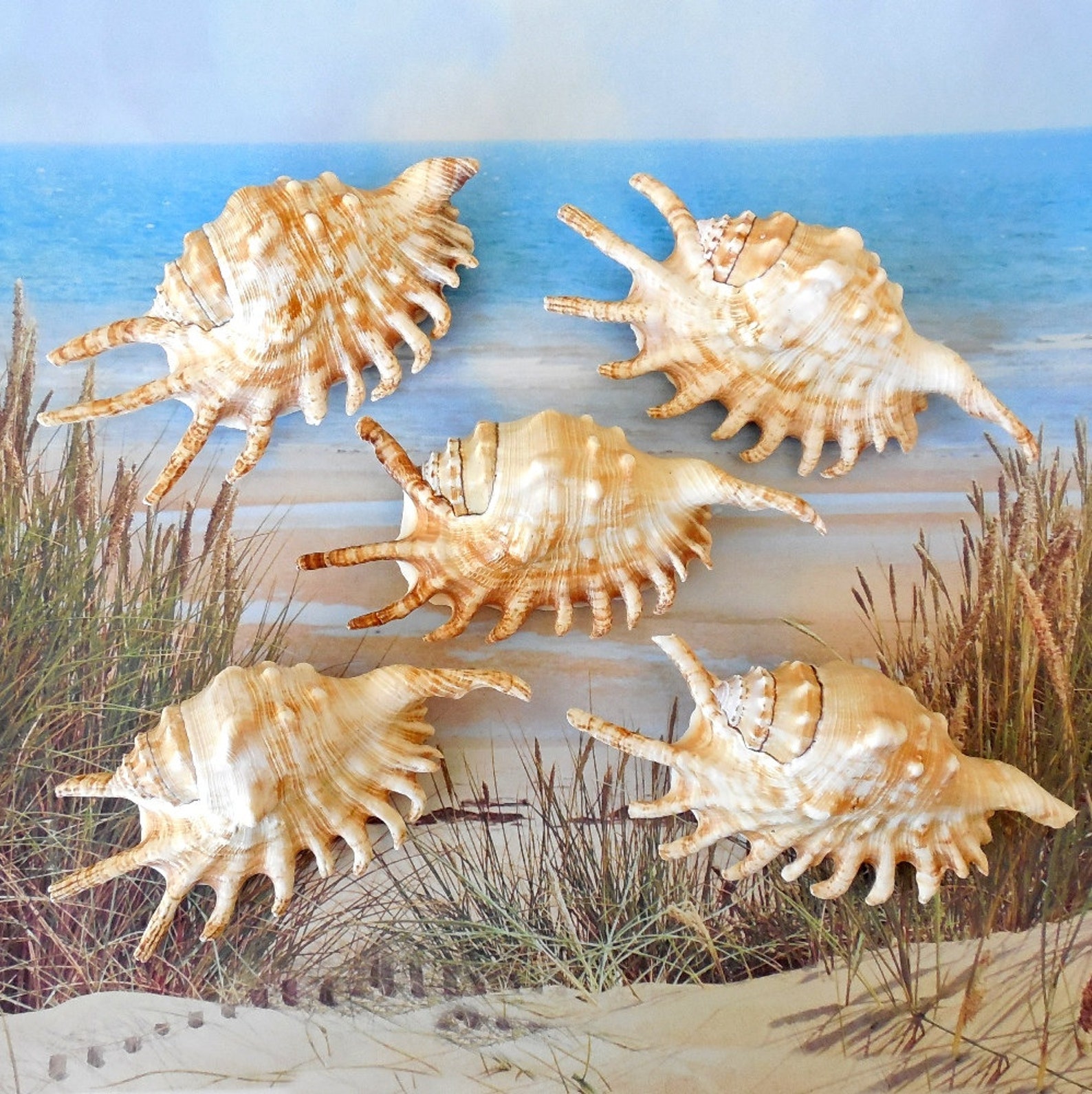 Spider Shells 5 Pcs 4 1/2 In. Bulk Lambis Conch Seashells | Etsy