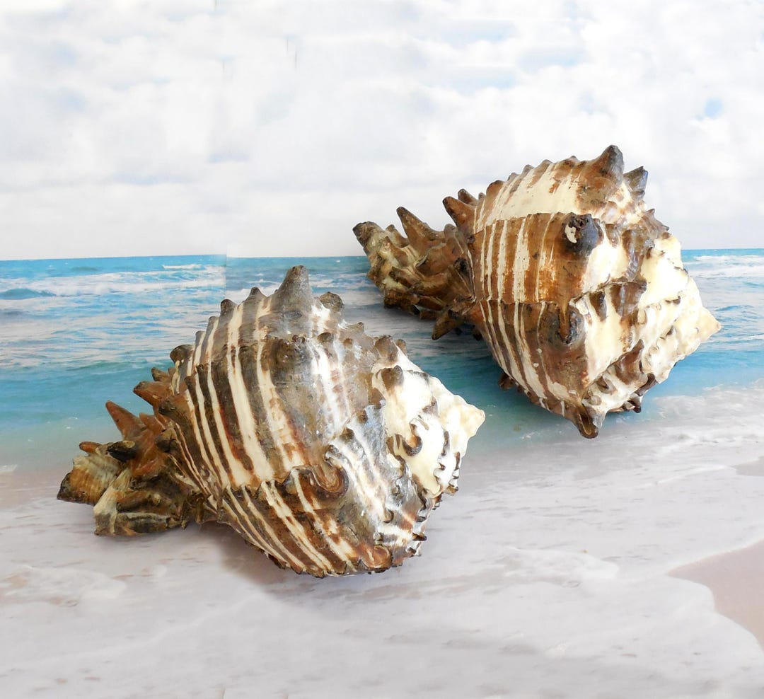 2 LARGE Black Spiny MUREX Shells 5" - 5 1/4" Florida Seashells - Etsy