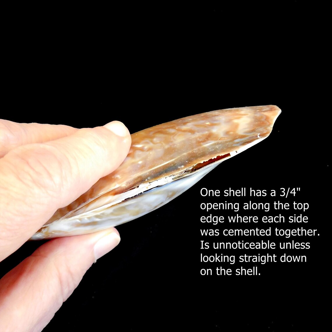 Large Whole Clam Shells 3 Pcs. 6